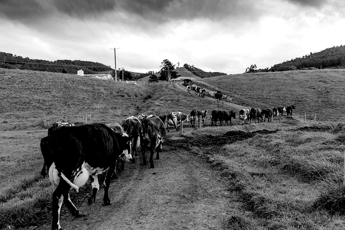 The Farm – Bruny Island Cheese Co.